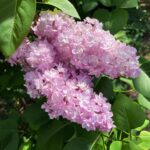 Remy leest: Max Modderman 1: Klas op stelten – Matt Stanton | biebmiepje